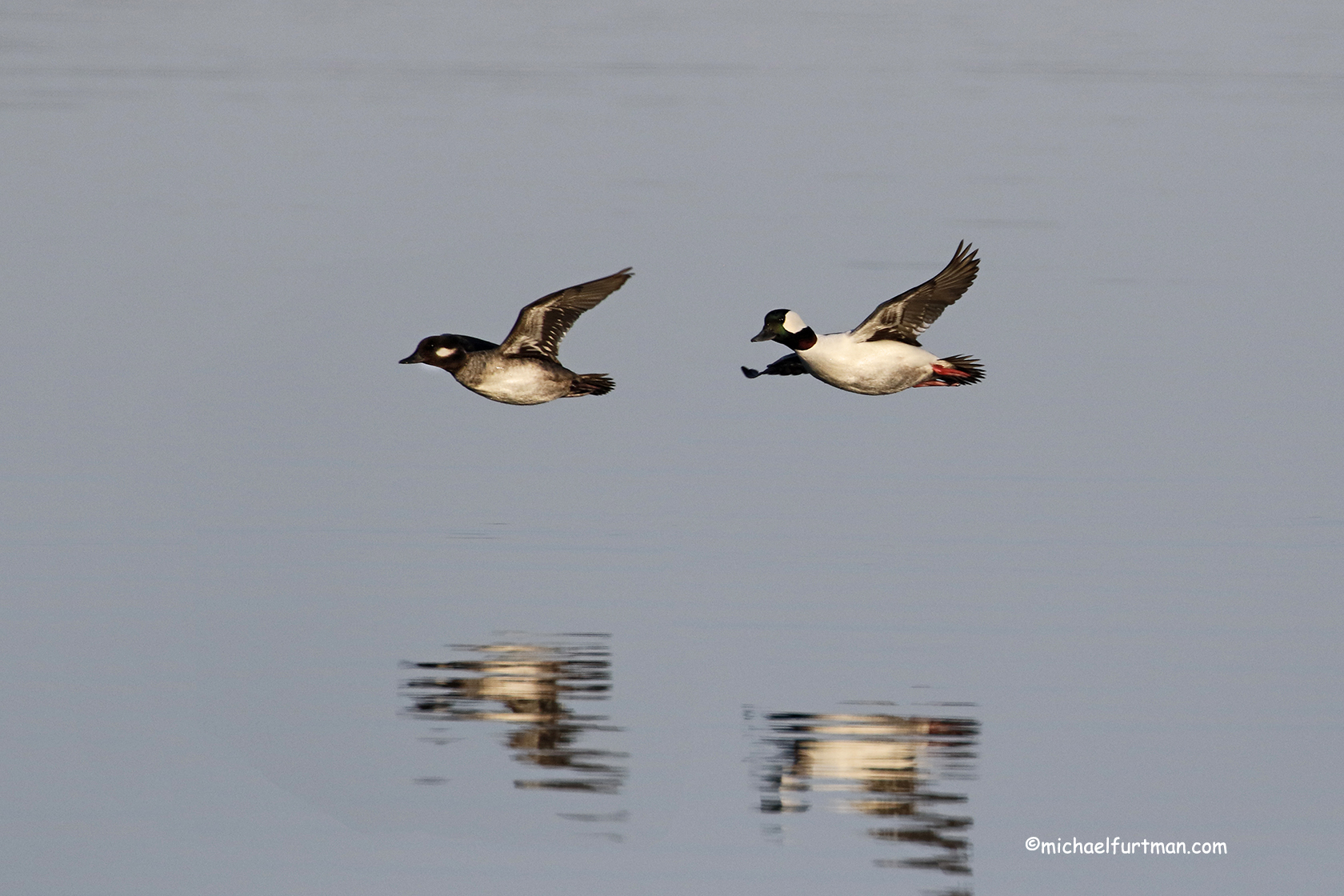 Bufflehead flying